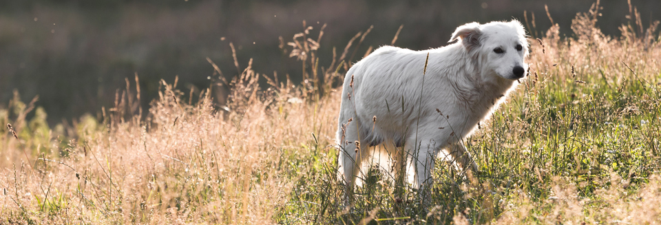 Living on Earth: PRI's Environmental News Magazine