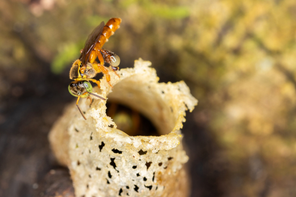 Living on Earth: Rights of Nature for Stingless Bees