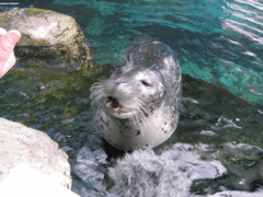 Living on Earth: A Tale of Two Seals